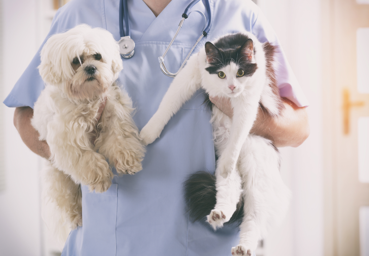 What Happens During My Pet’s Spay? - Chester Animal Clinic
