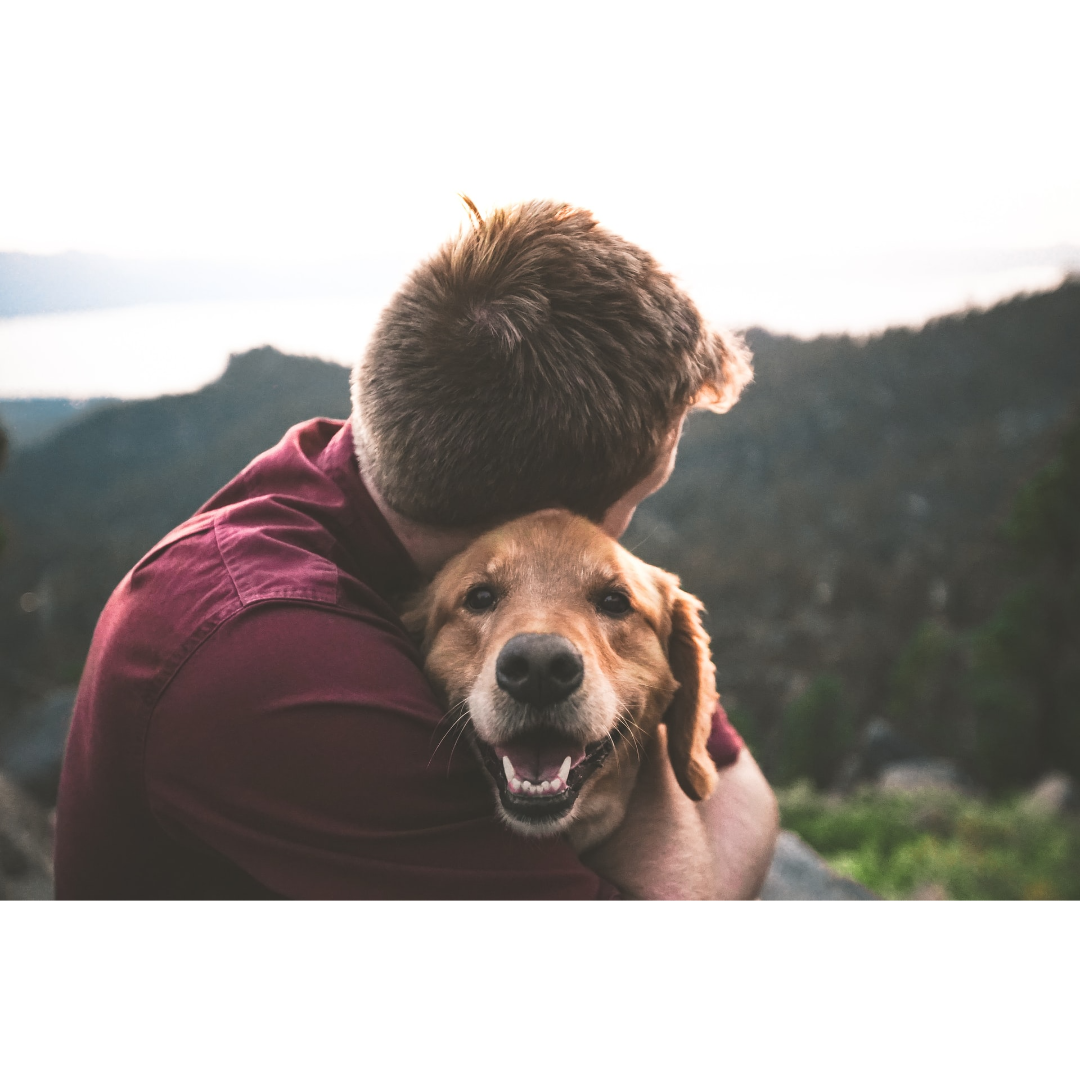 Tips on Being a Responsible Dog Owner - Chester Animal Clinic