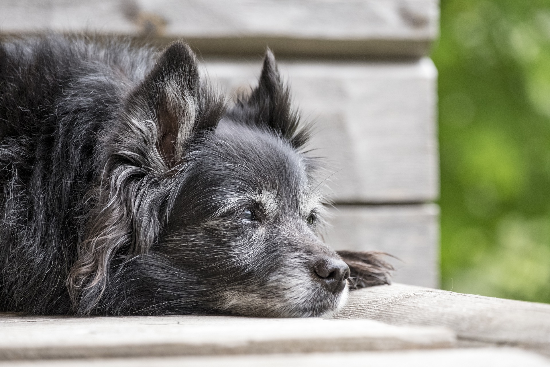 Common Behavior Problems in Senior Pets - Chester Animal Clinic