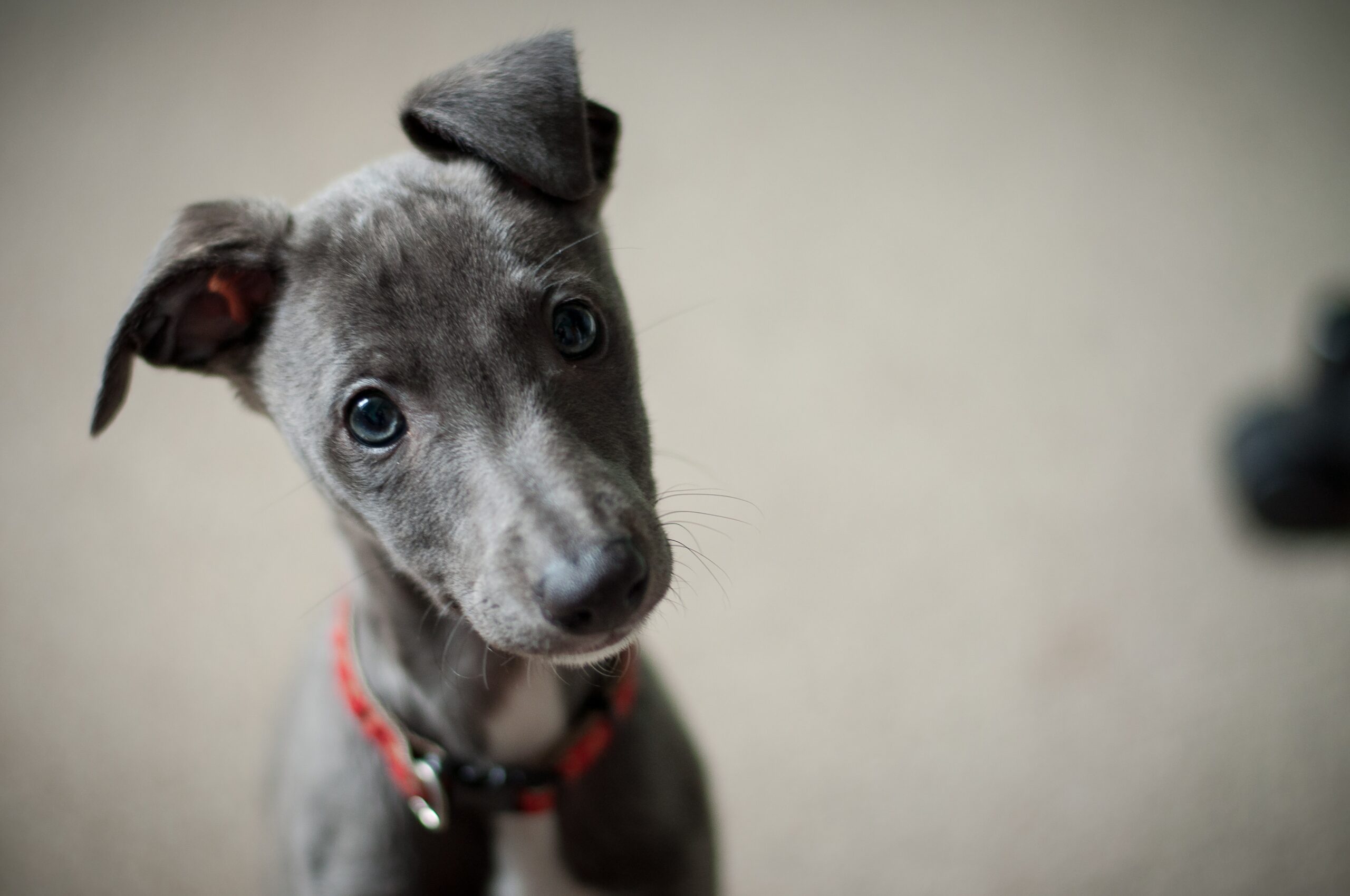 Xylitol: Exploring Its Nature and Key Considerations - Chester Animal ...