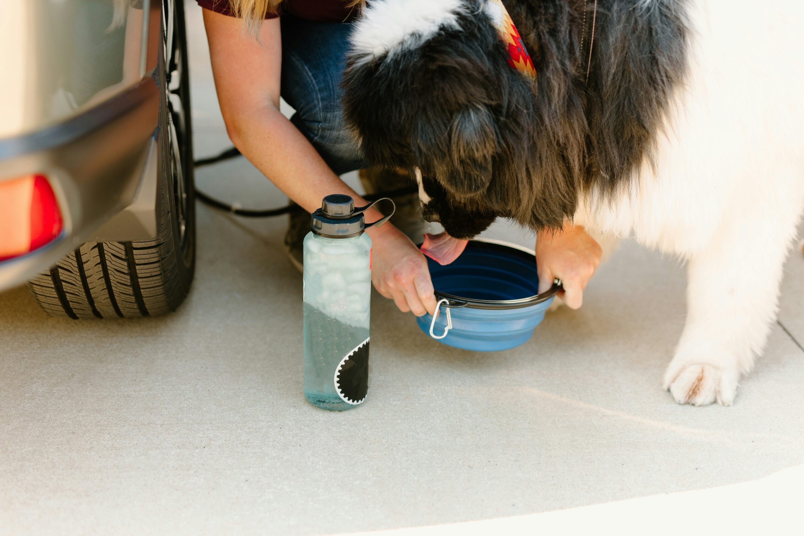Summer Pet Hydration Tips Every Pet Parent Needs - Chester Animal Clinic